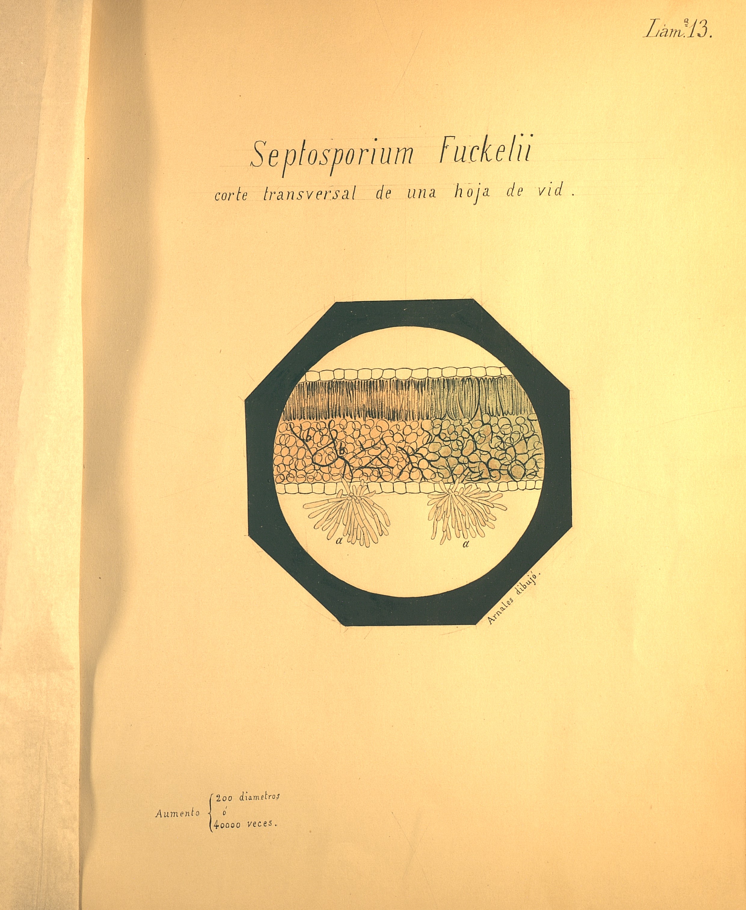 Ensayos micrográficos (1886) de Bruno Solano | Biblioteca